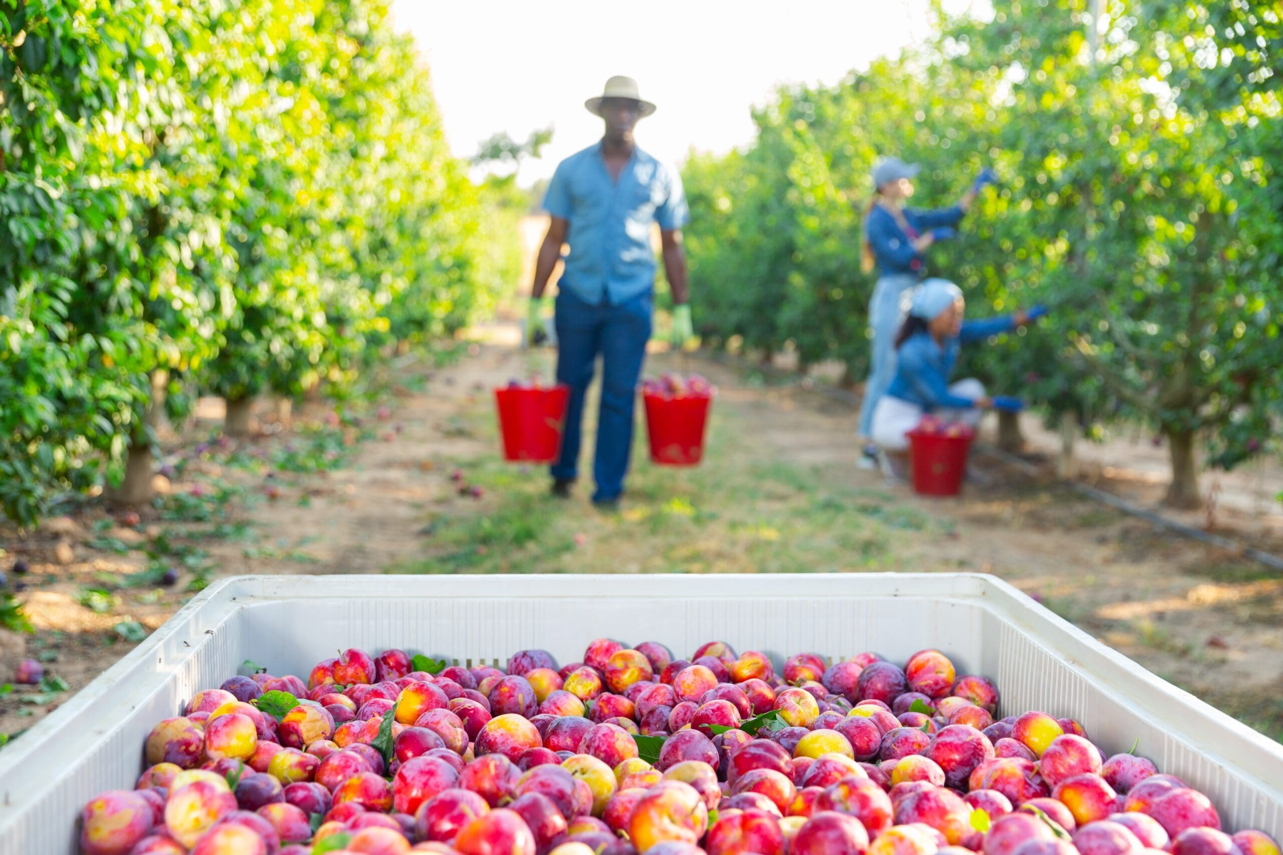 Rypen | Ethylene Moderating Technology